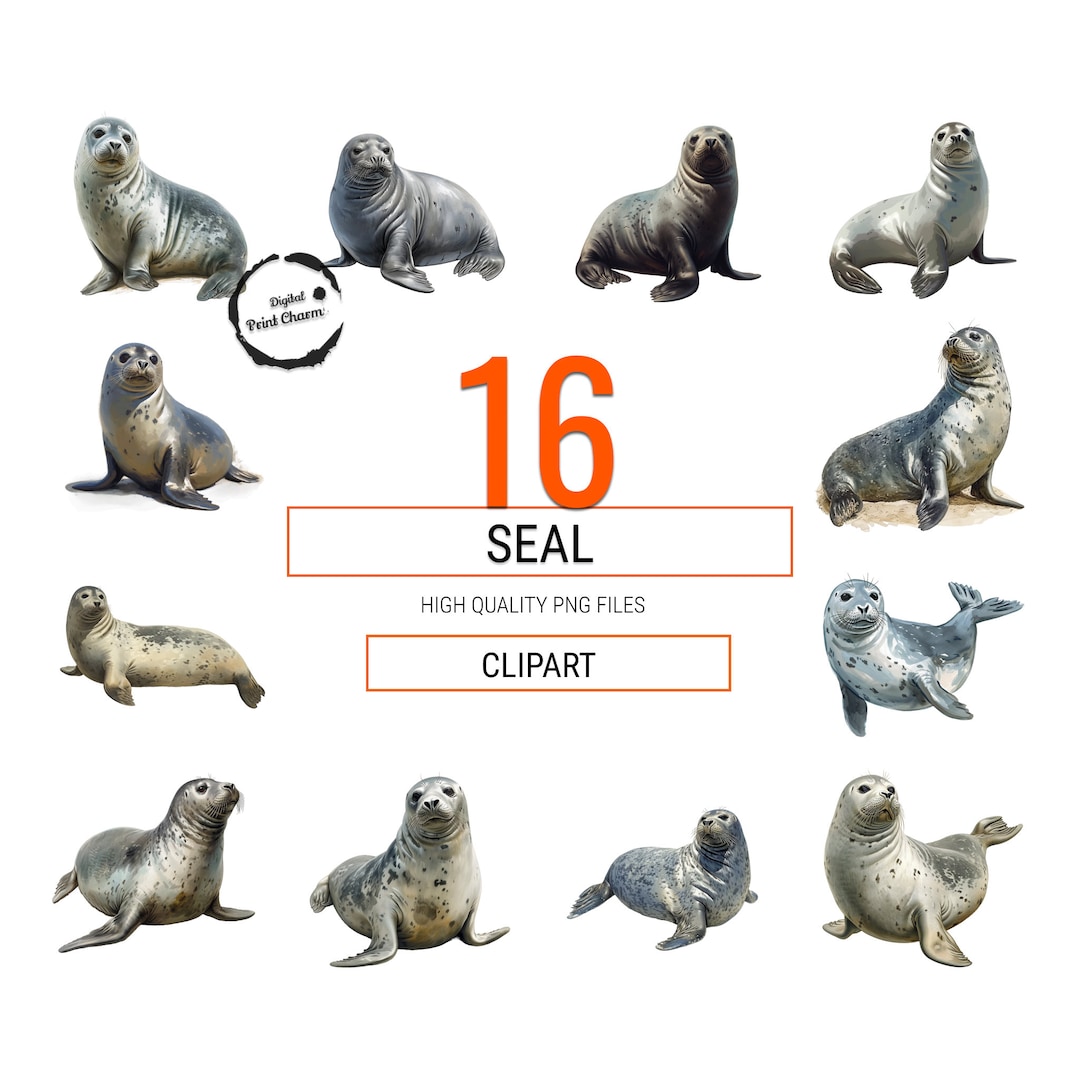 Seal Clipart Bundle | 16 Realistic Marine Mammal Illustrations | Ideal ...