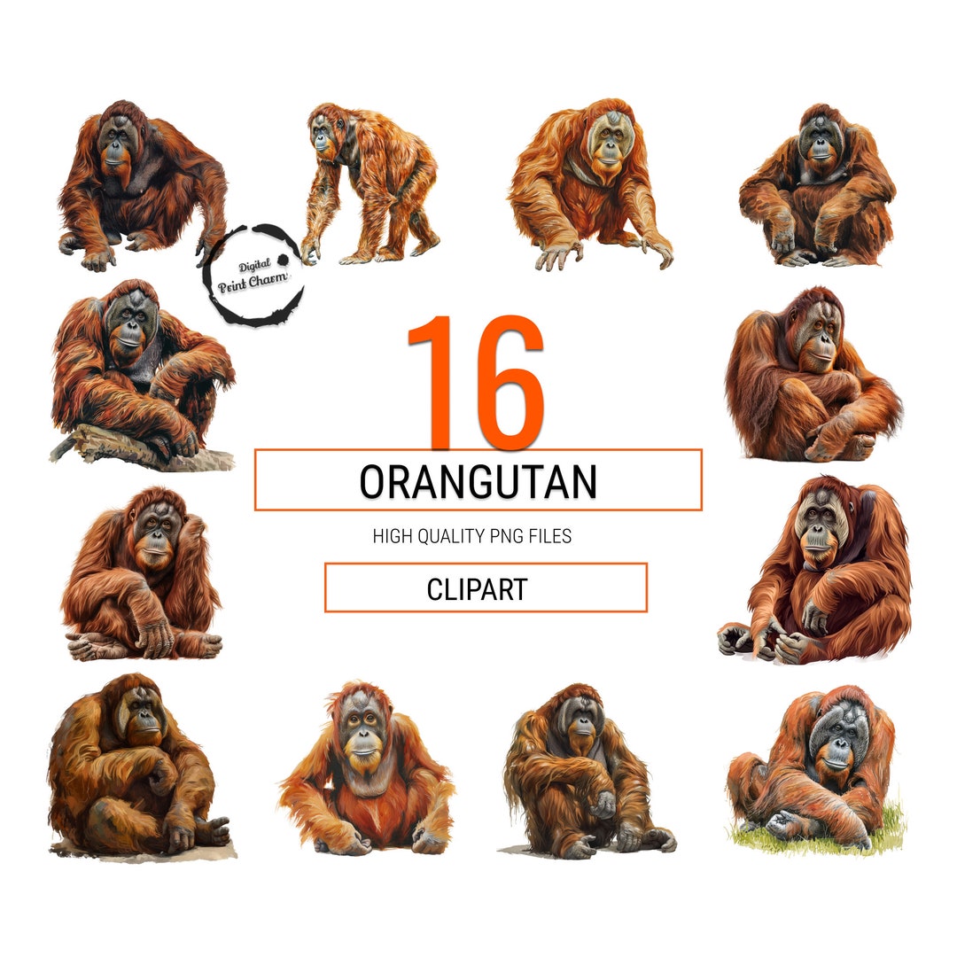 Orangutan Clipart Bundle | 16 Realistic Ape Illustrations | Ideal for ...