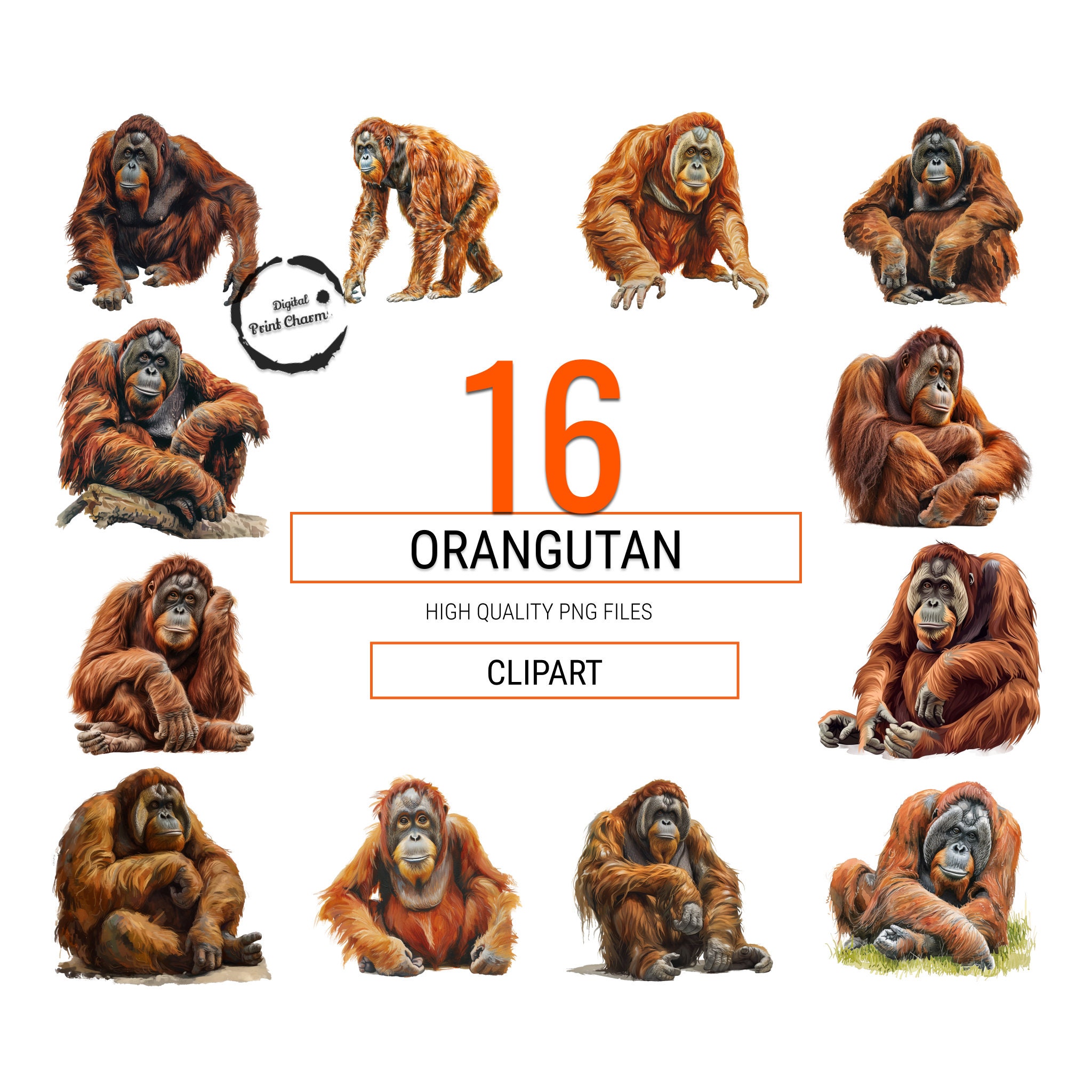 Orangutan Clipart Bundle 16 Realistic Ape Illustrations Ideal for ...