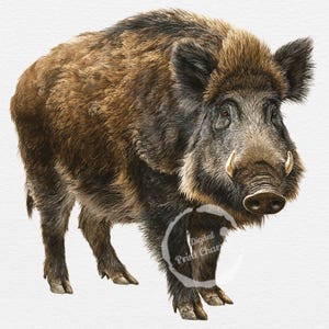 Realistic Wild Boar Clipart Bundle | 20 Wild Hog Illustrations ...