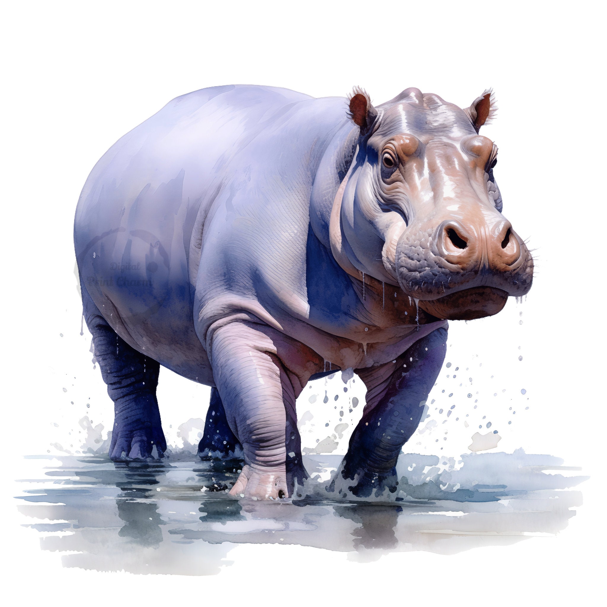 12 Realistic Hippo Prints Watercolor Digital Clipart Essential for ...