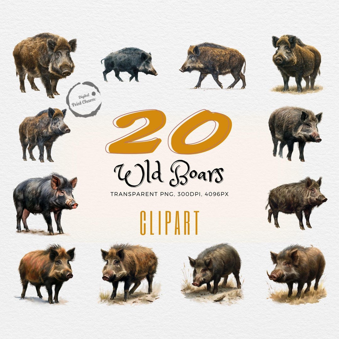 Realistic Wild Boar Clipart Bundle | 20 Wild Hog Illustrations ...