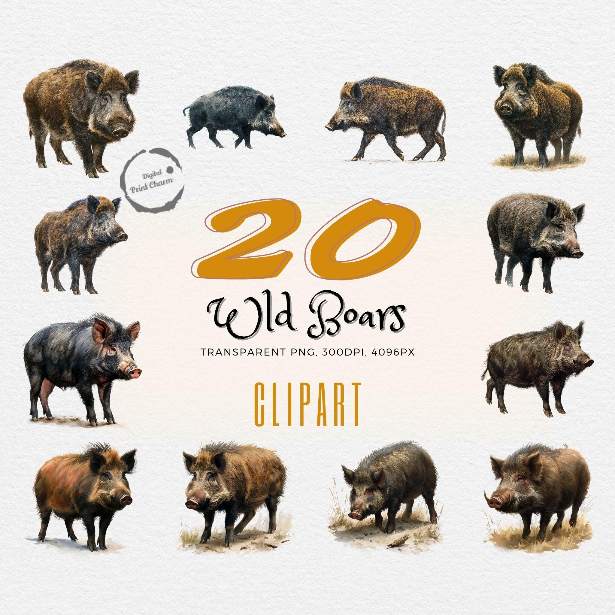 Realistic Wild Boar Clipart Bundle | 20 Wild Hog Illustrations ...