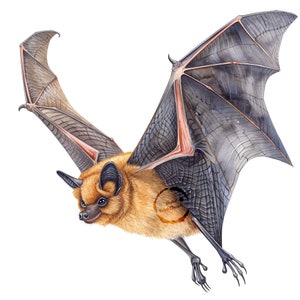 Realistic Bat Clipart Bundle | 16 Detailed Bat Illustrations | Perfect ...