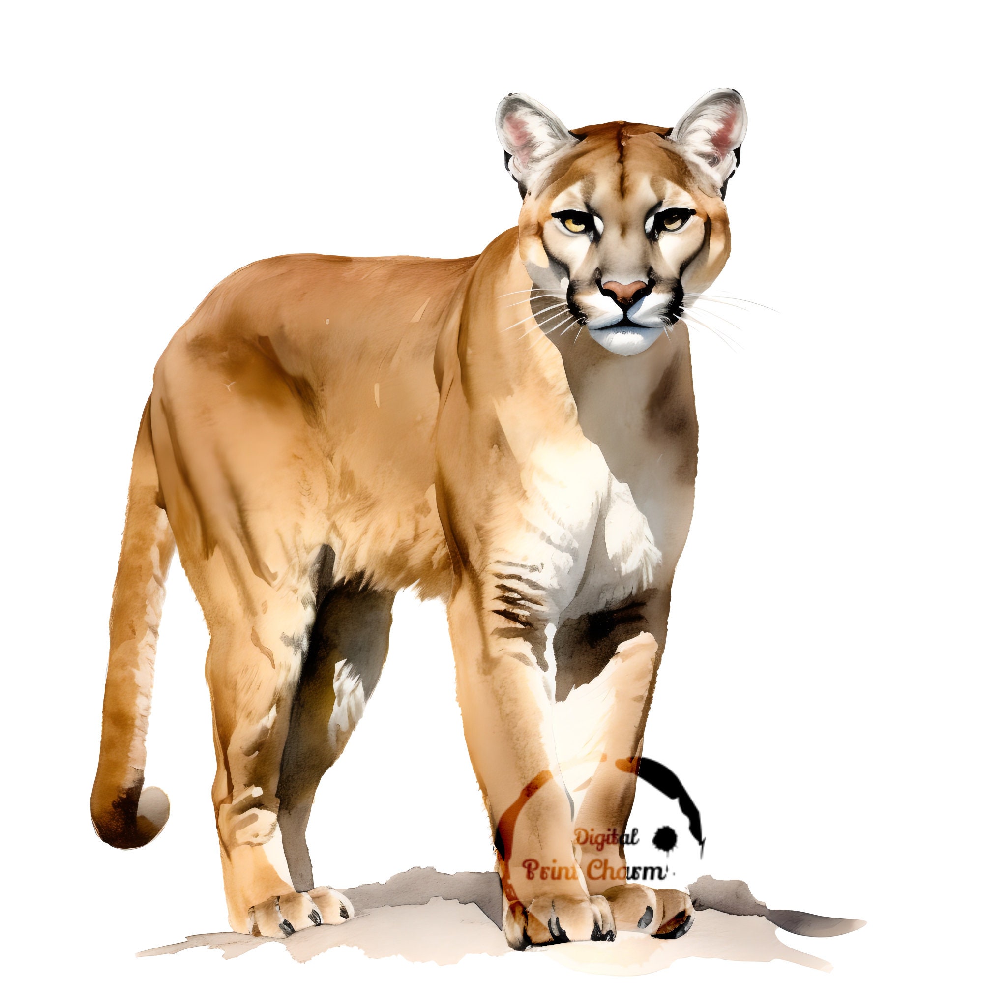 Realistic Mountain Lion Watercolor Clipart Bundle | 20 Majestic Puma ...