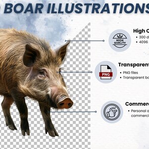 Realistic Wild Boar Clipart Bundle | 20 Wild Hog Illustrations ...