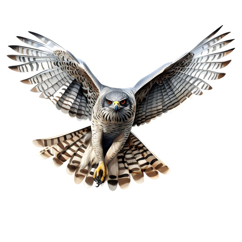 Majestic Goshawk Watercolor Clipart Set 16 Realistic Bird of Prey ...