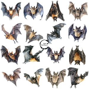 Realistic Bat Clipart Bundle | 16 Detailed Bat Illustrations | Perfect ...