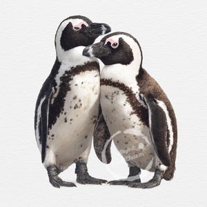 Charming African Penguin Clipart | 20 Realistic Illustrations ...