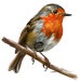 Red Robin Clipart Bundle | 16 Realistic Bird Illustrations | Perfect ...
