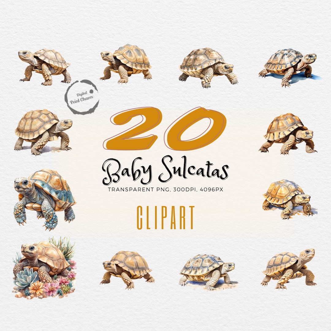 20 Baby Sulcata Tortoise Cliparts | Watercolor Digital Prints for ...