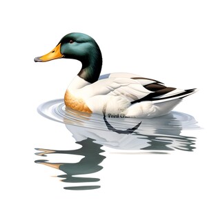 20 Realistic Watercolor Duck Clipart Set | Digital Prints ...