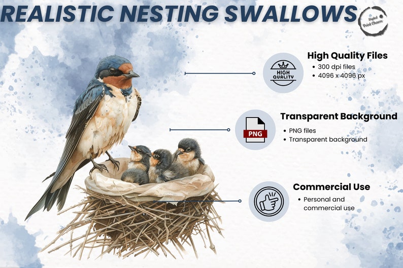 Realistic Swallow Nesting Clipart Bundle 20 Watercolor Swallow & Chick ...