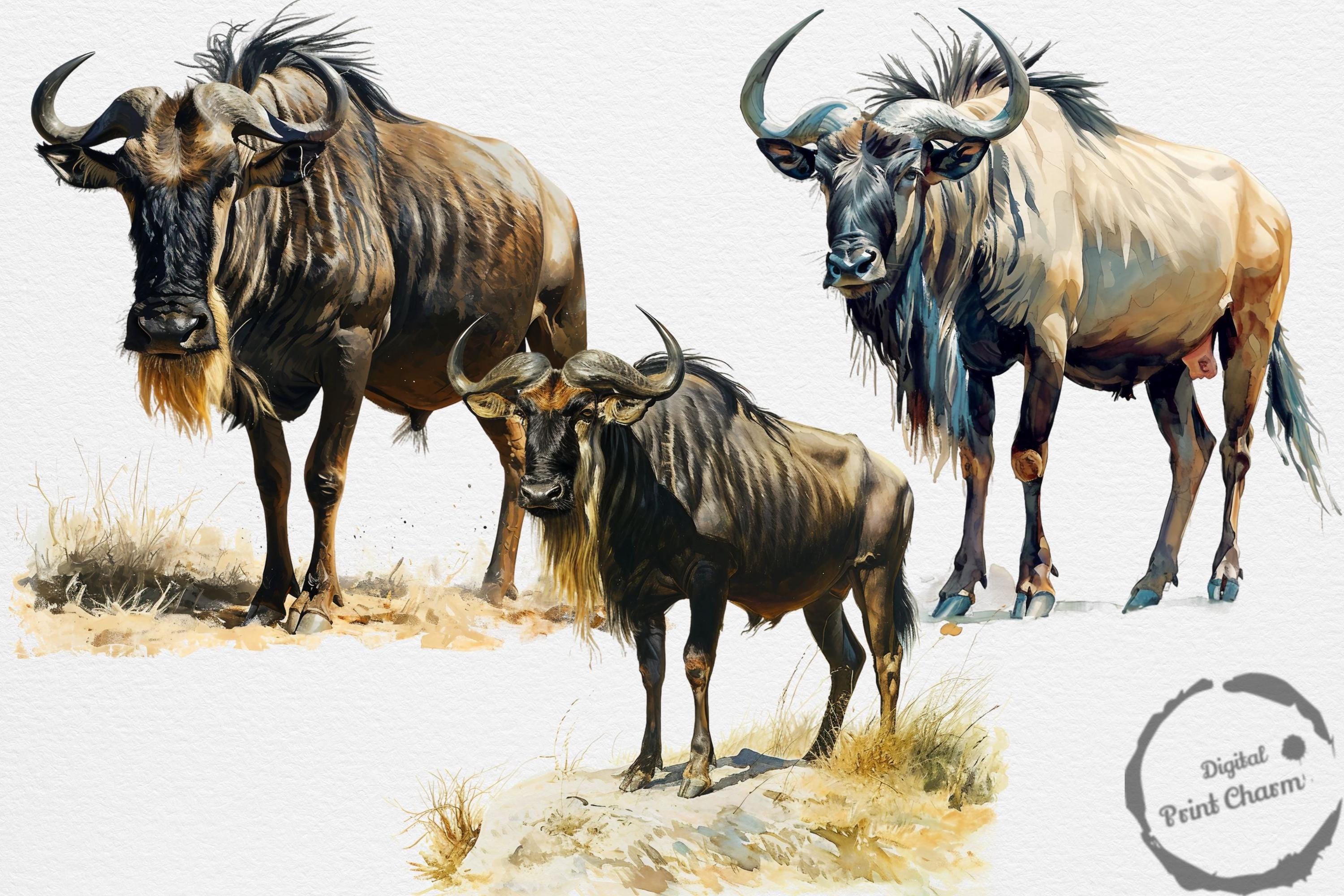 Majestic Wildebeest Clipart Set | 20 Realistic Gnu Illustrations ...