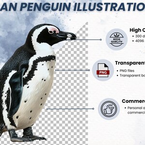 Charming African Penguin Clipart | 20 Realistic Illustrations ...