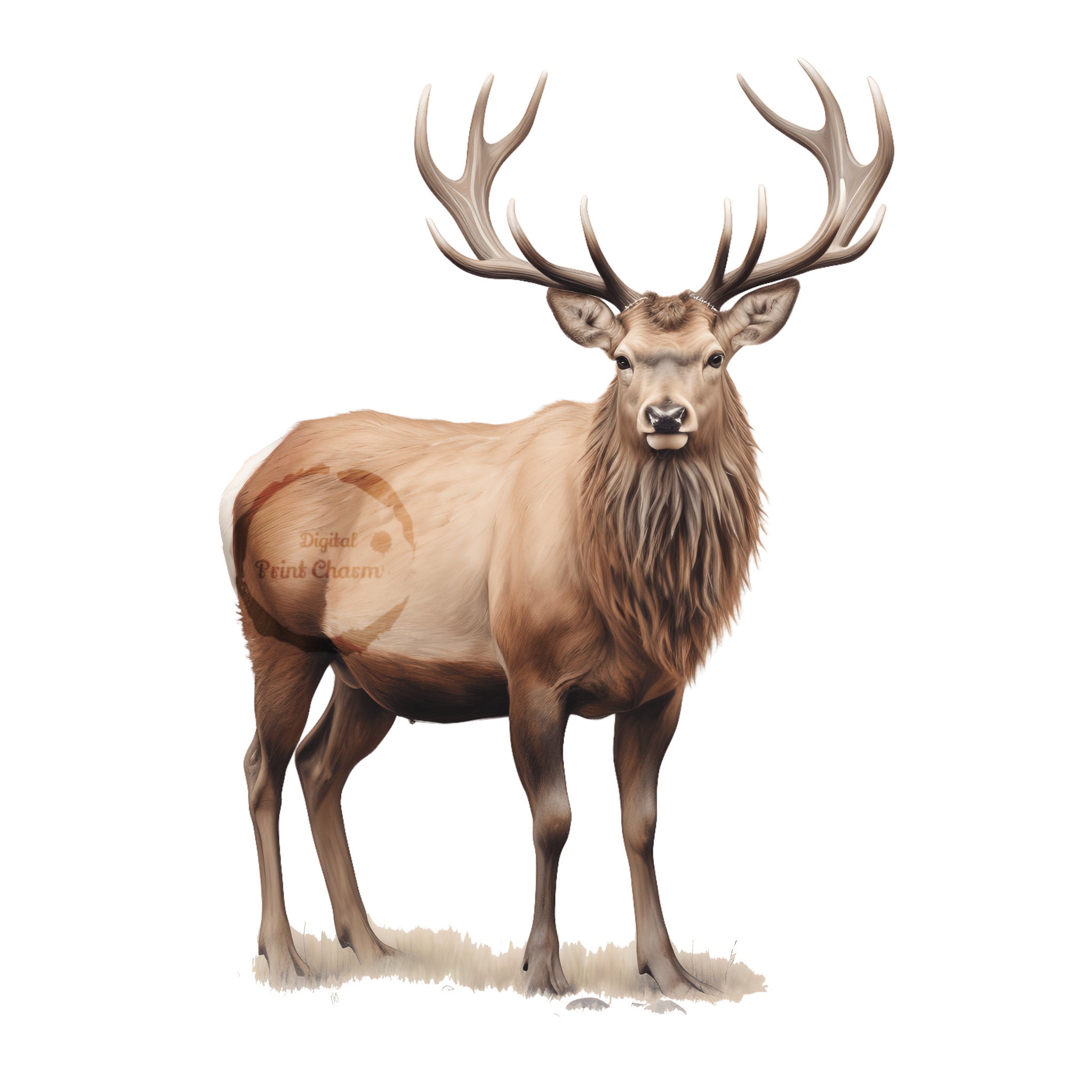 Realistic Elk Clipart 16 Watercolor Prints Artistic Bundle Perfect for ...