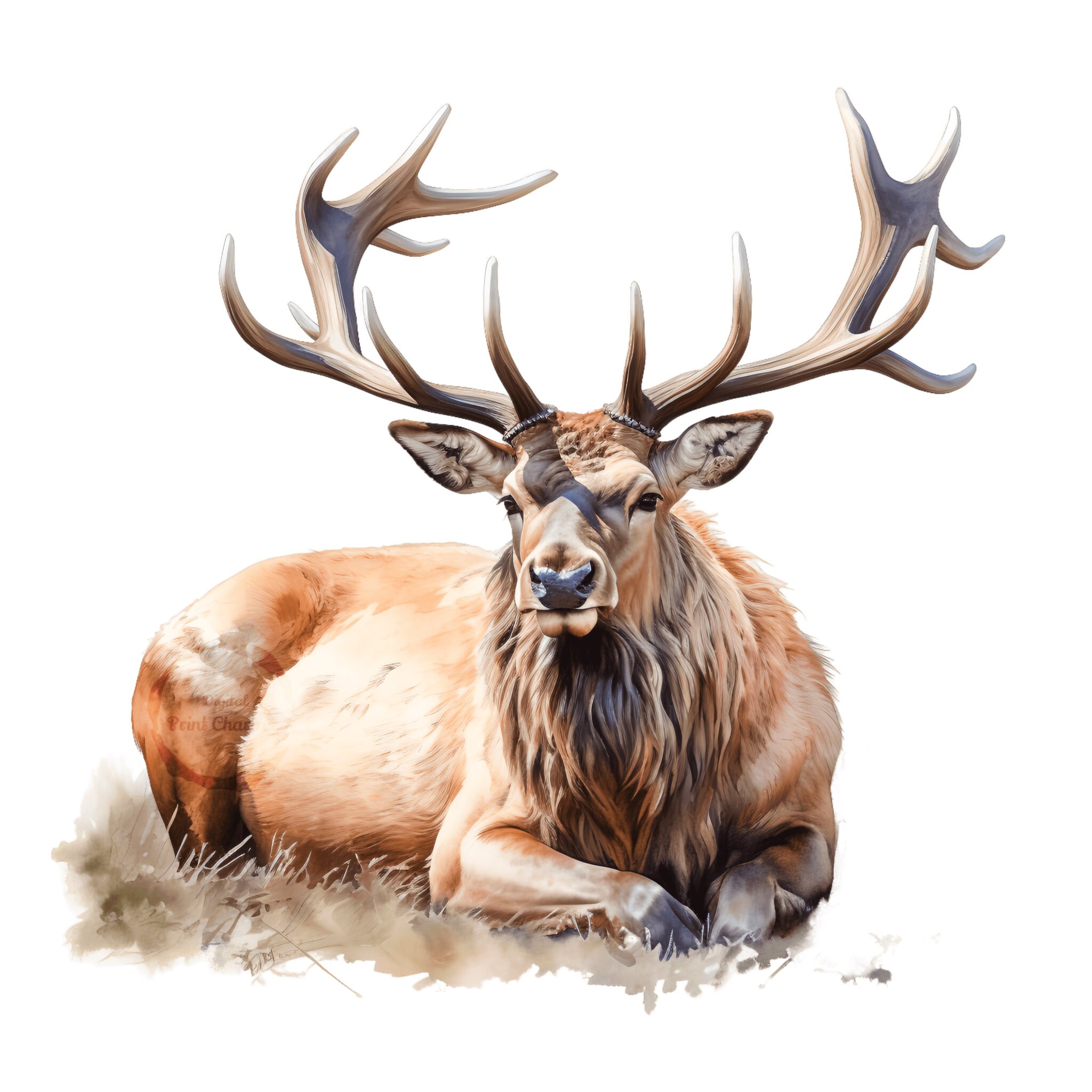 Realistic Elk Clipart 16 Watercolor Prints Artistic Bundle Perfect for ...