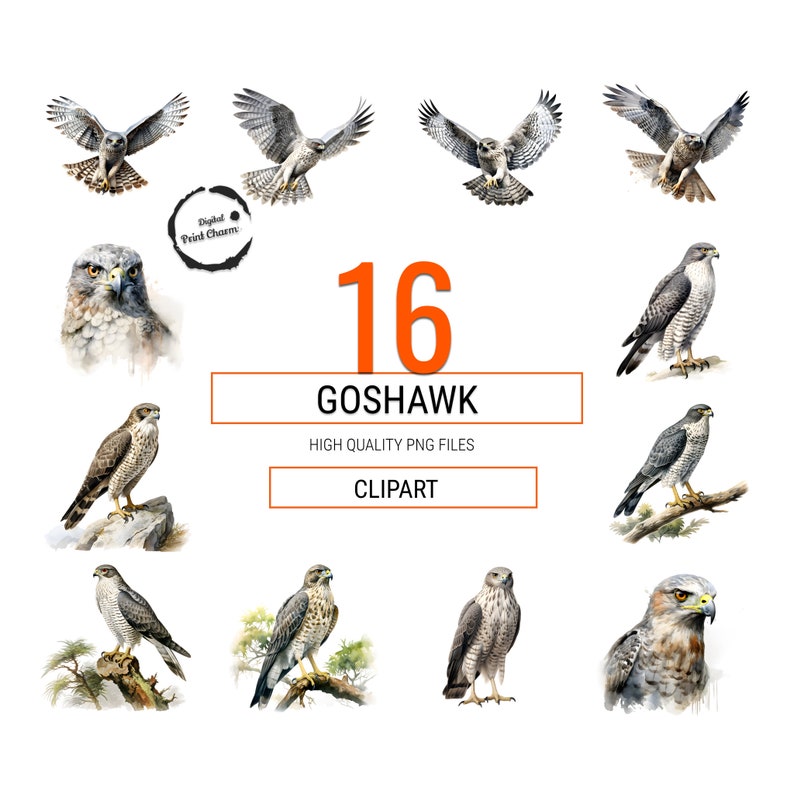 Majestic Goshawk Watercolor Clipart Set | 16 Realistic Bird of Prey ...