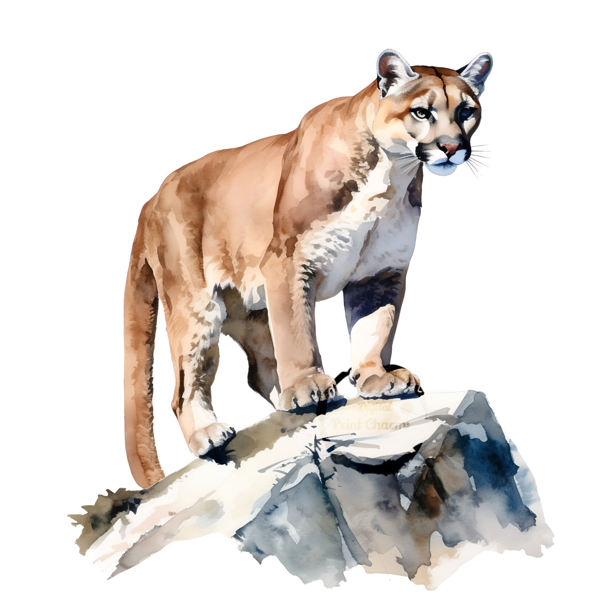 Realistic Mountain Lion Watercolor Clipart Bundle | 20 Majestic Puma ...