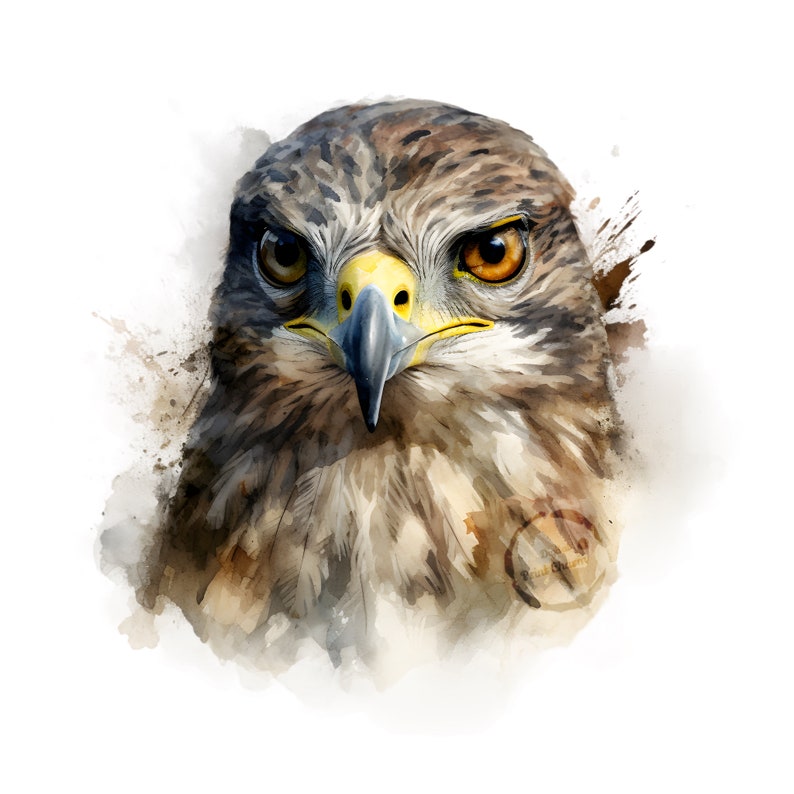 Majestic Goshawk Watercolor Clipart Set 16 Realistic Bird of Prey ...