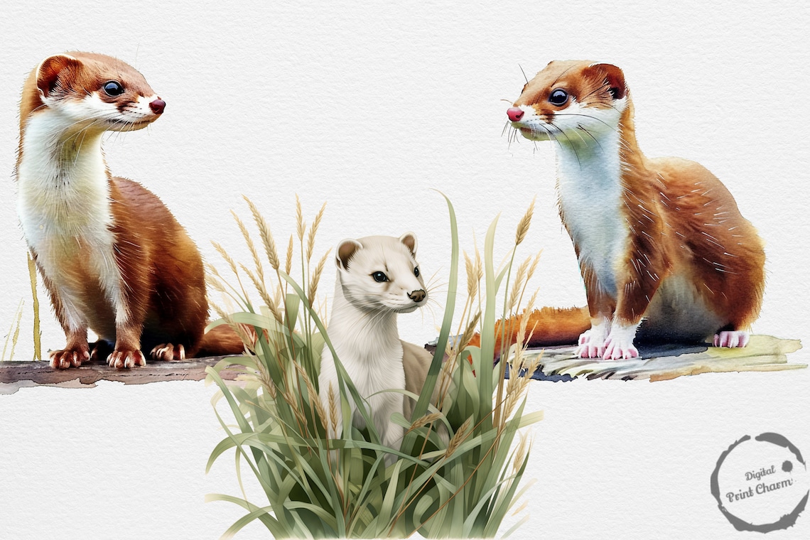 20 Weasel Watercolor Clipart Set Realistic & Detailed Animal Art ...