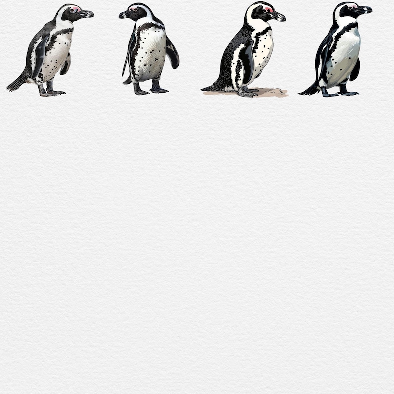Charming African Penguin Clipart | 20 Realistic Illustrations ...