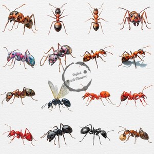 Tiny Titan 20 Ant Clipart Bundle | Insect & Nature Illustration ...
