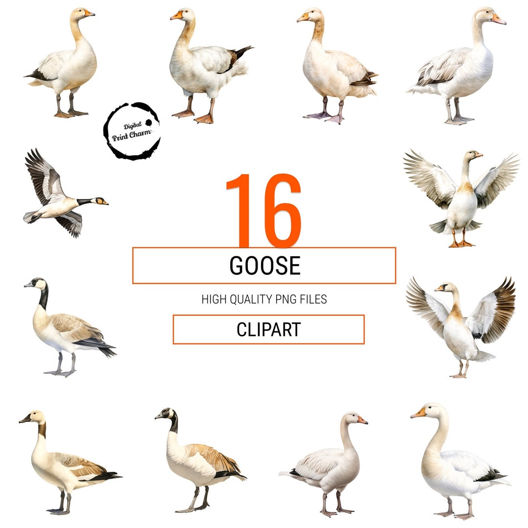 Geese Bundle: 16 Watercolor Clipart Prints Realistic Images for Crafts ...