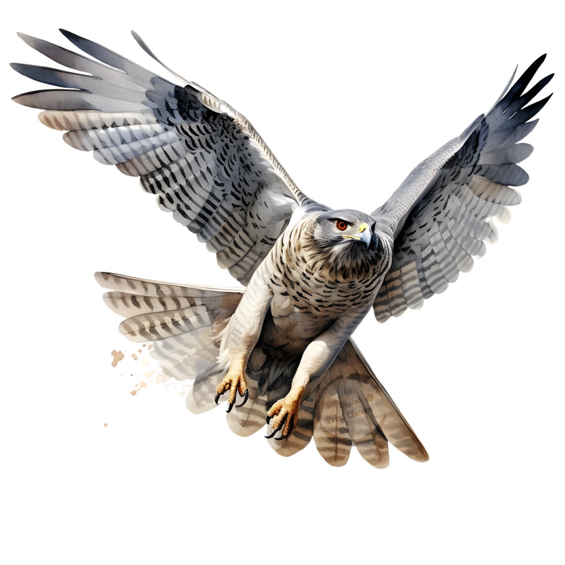 Majestic Goshawk Watercolor Clipart Set 16 Realistic Bird of Prey ...
