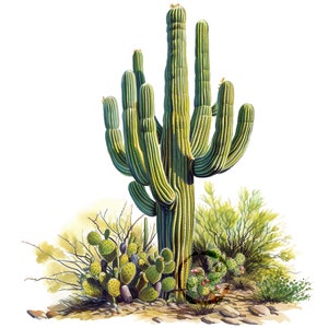 Stunning Saguaro Cactus Clipart | 16 Realistic Desert Illustrations ...