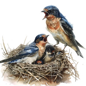 Realistic Swallow Nesting Clipart Bundle | 20 Watercolor Swallow ...