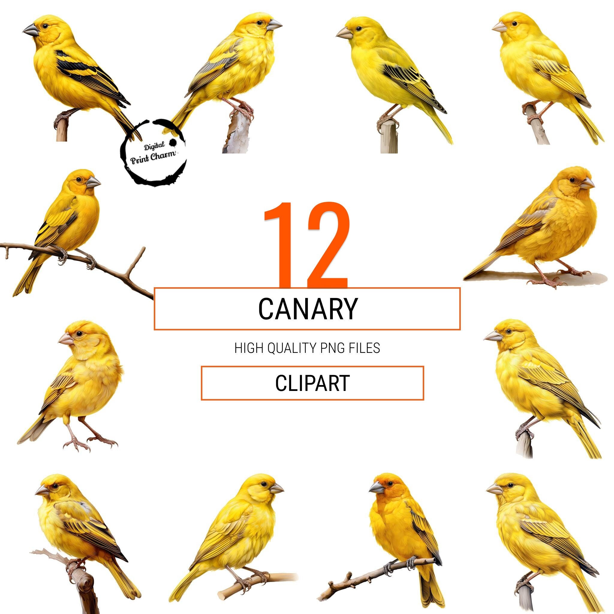 Canary Clip Art