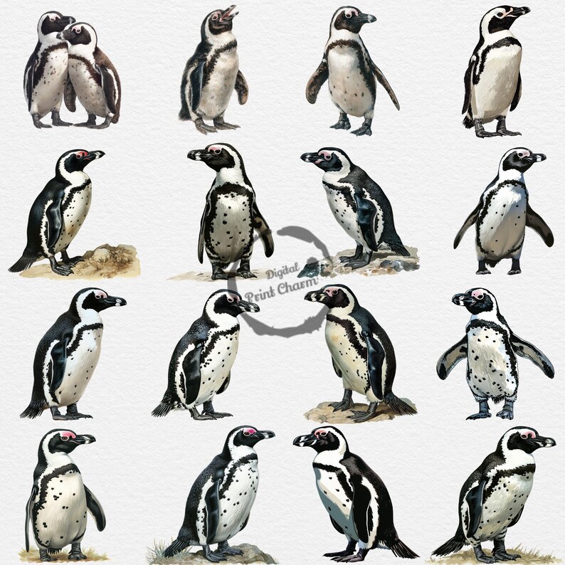 Charming African Penguin Clipart | 20 Realistic Illustrations ...