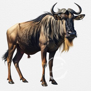 Majestic Wildebeest Clipart Set | 20 Realistic Gnu Illustrations ...