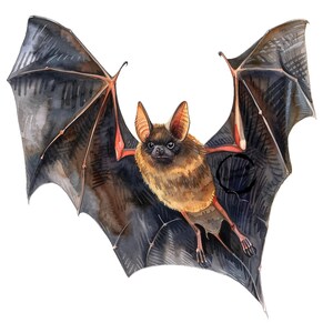 Realistic Bat Clipart Bundle | 16 Detailed Bat Illustrations | Perfect ...