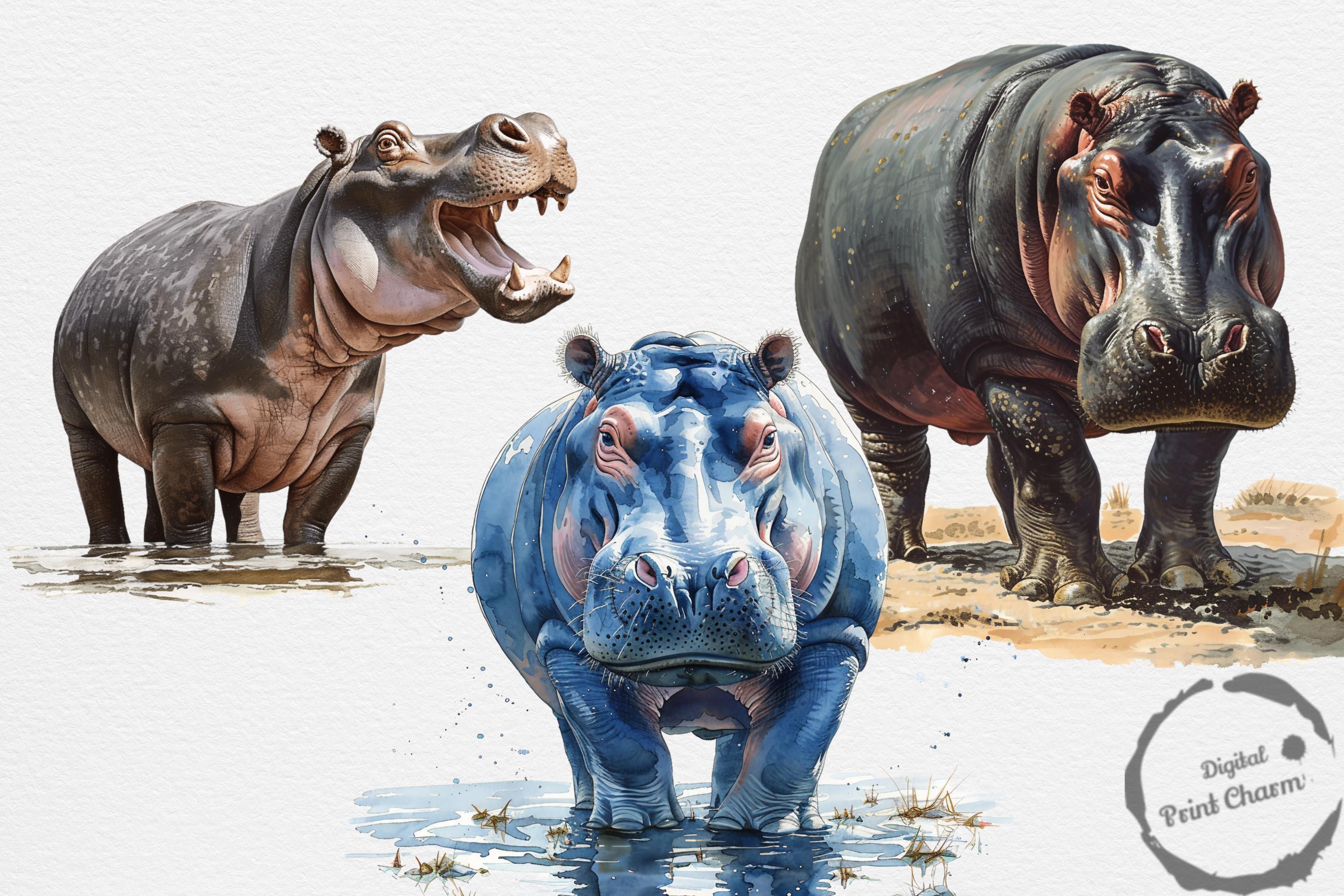 20 Realistic Hippo Prints Watercolor Digital Clipart Essential for ...