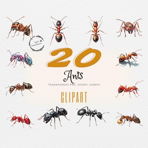 Tiny Titan 20 Ant Clipart Bundle | Insect & Nature Illustration ...