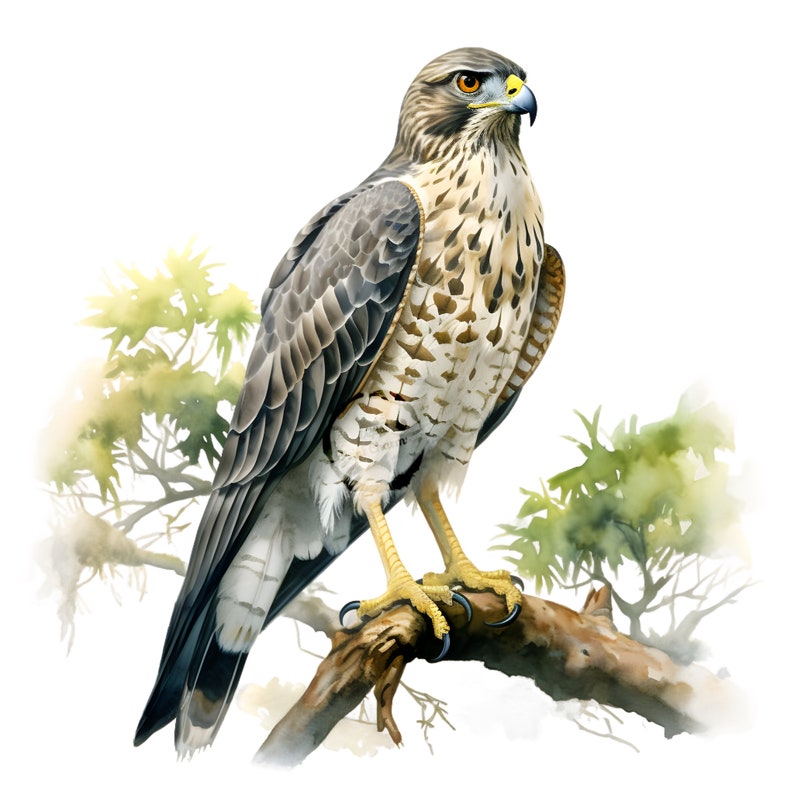 Majestic Goshawk Watercolor Clipart Set 16 Realistic Bird of Prey ...