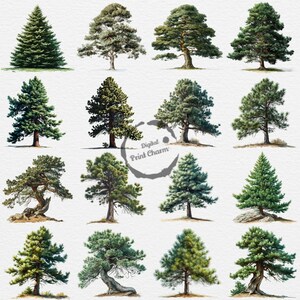 Rustic Pine Tree Clipart Bundle | 20 Realistic Forest Illustrations ...