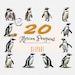 Charming African Penguin Clipart | 20 Realistic Illustrations ...
