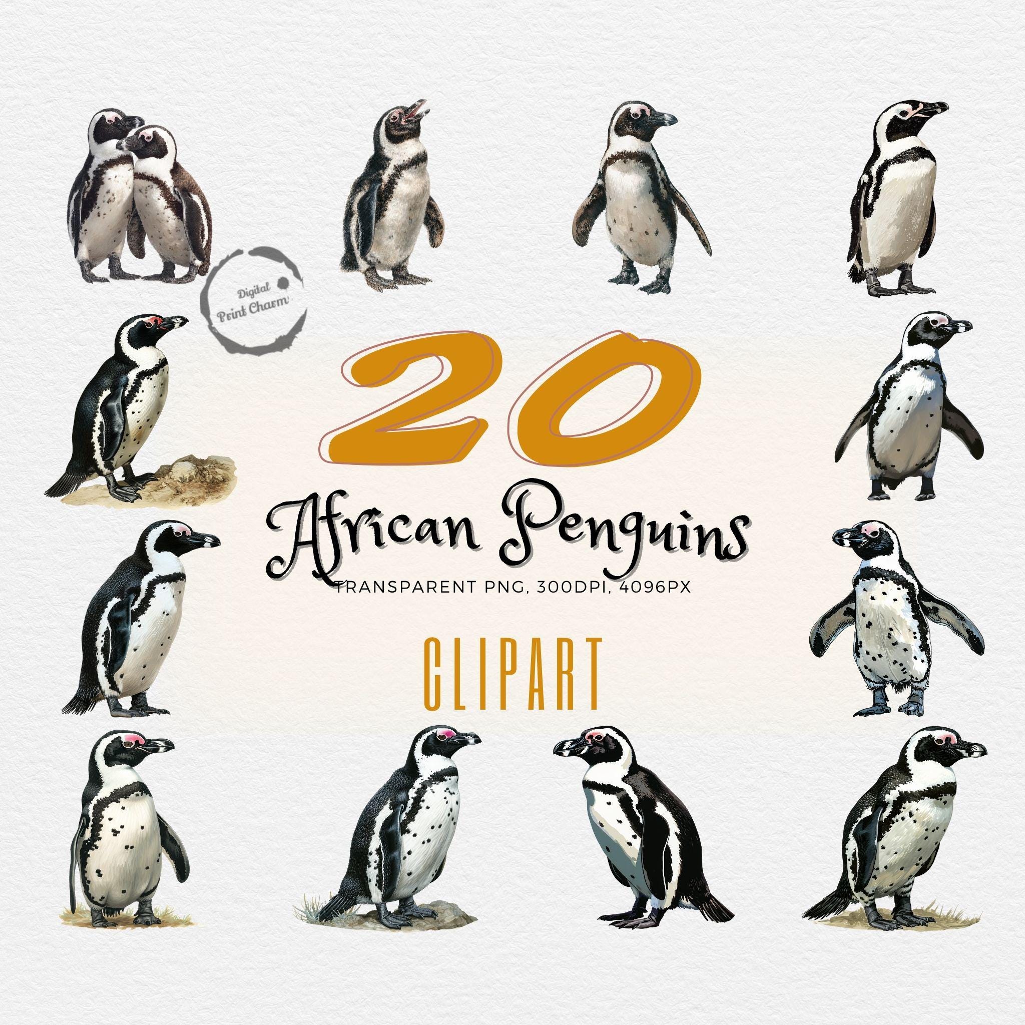 Charming African Penguin Clipart | 20 Realistic Illustrations ...