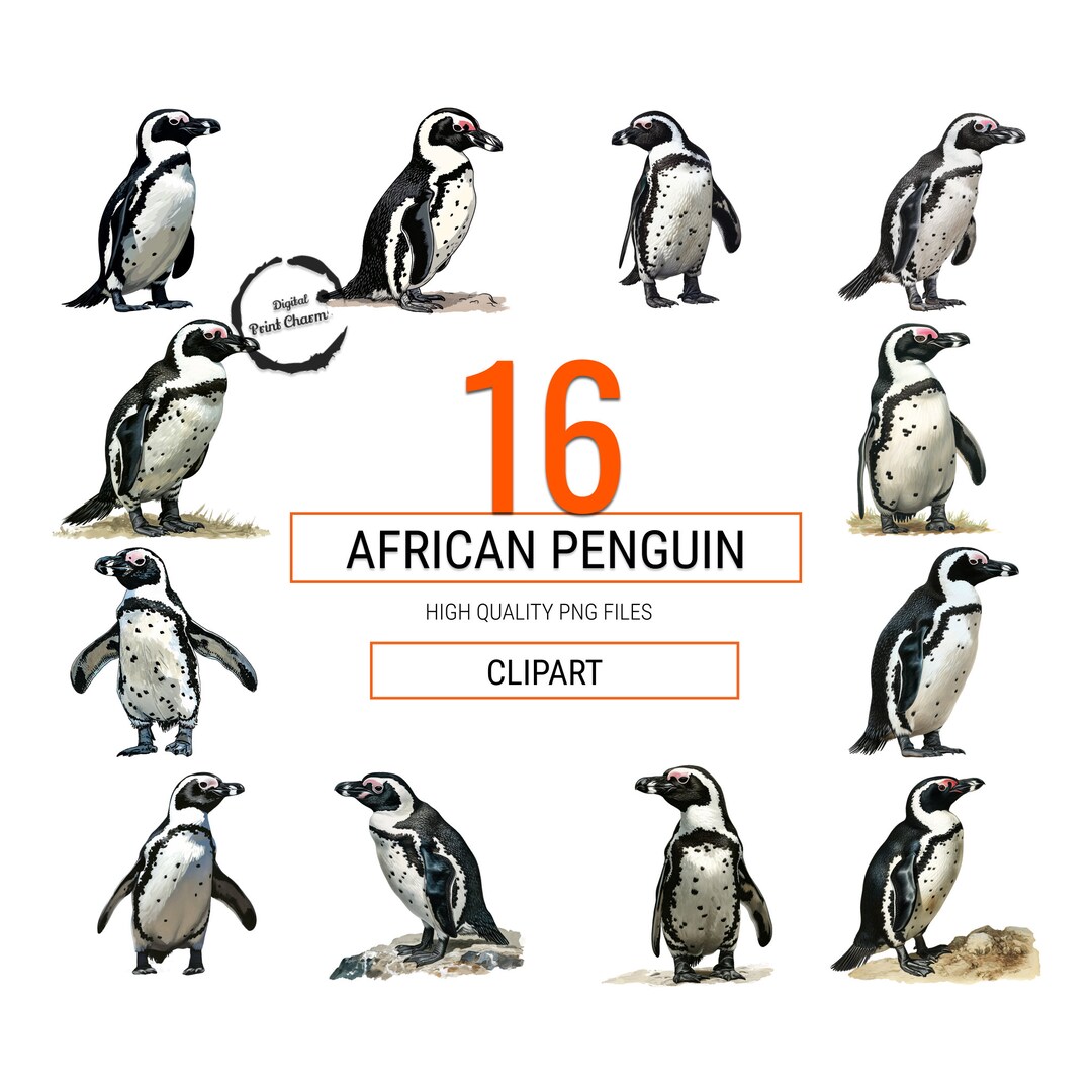 Charming African Penguin Clipart | 16 Realistic Illustrations ...