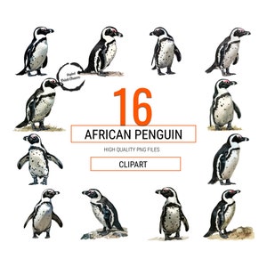 Charming African Penguin Clipart 16 Realistic Illustrations Wildlife ...