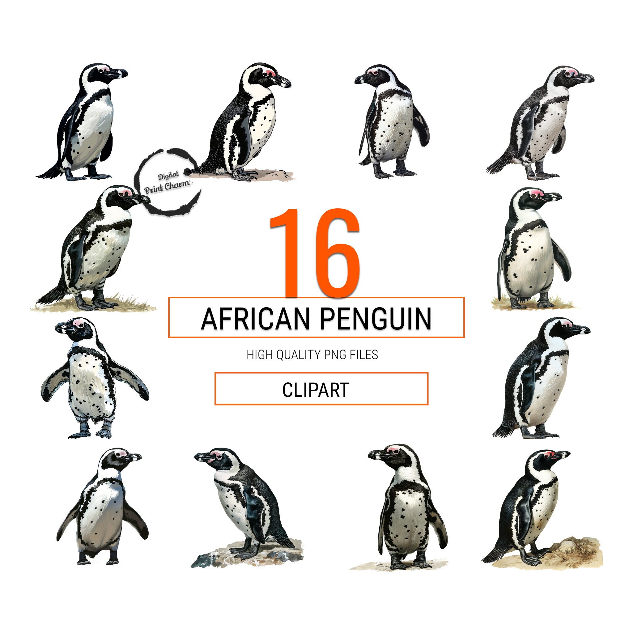 Charming African Penguin Clipart 16 Realistic Illustrations Wildlife ...