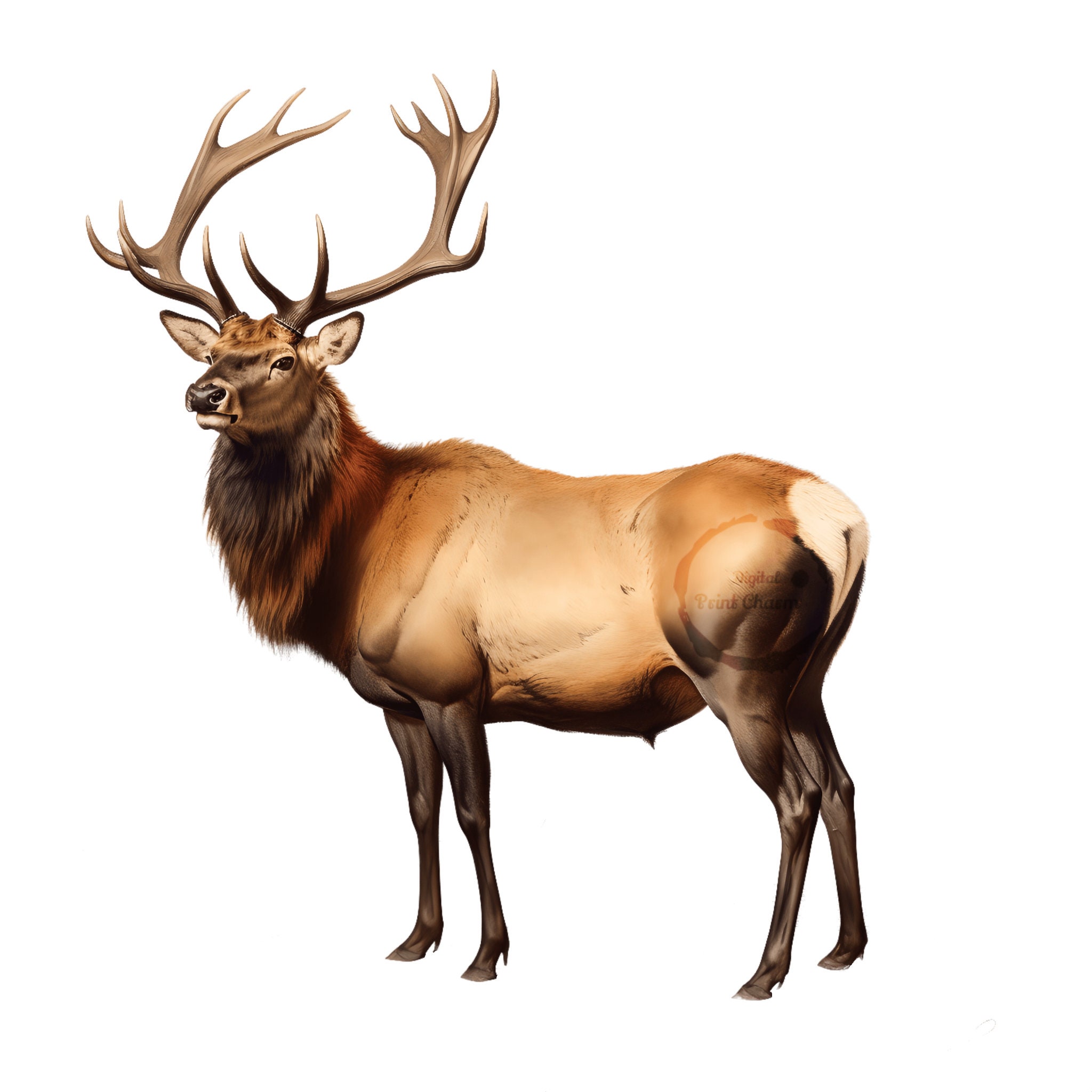 Realistic Elk Clipart 16 Watercolor Prints Artistic Bundle Perfect for ...