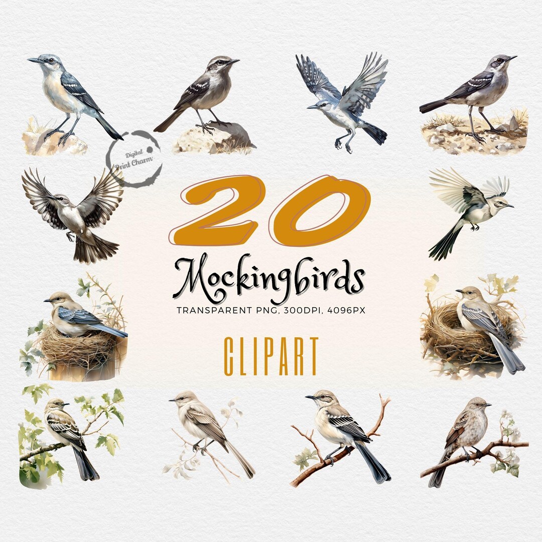 Realistic Mockingbird Clipart | 20 Detailed Bird Illustrations | Unique ...