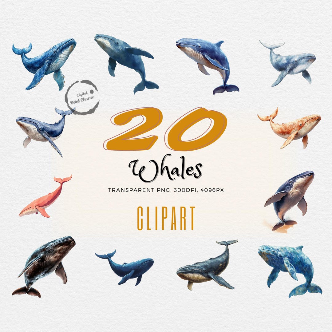 Exclusive 20 Stunning Whale Clipart Illustrations Bundle | Must-have ...