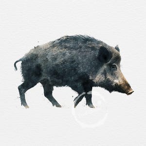 Realistic Wild Boar Clipart Bundle | 20 Wild Hog Illustrations ...