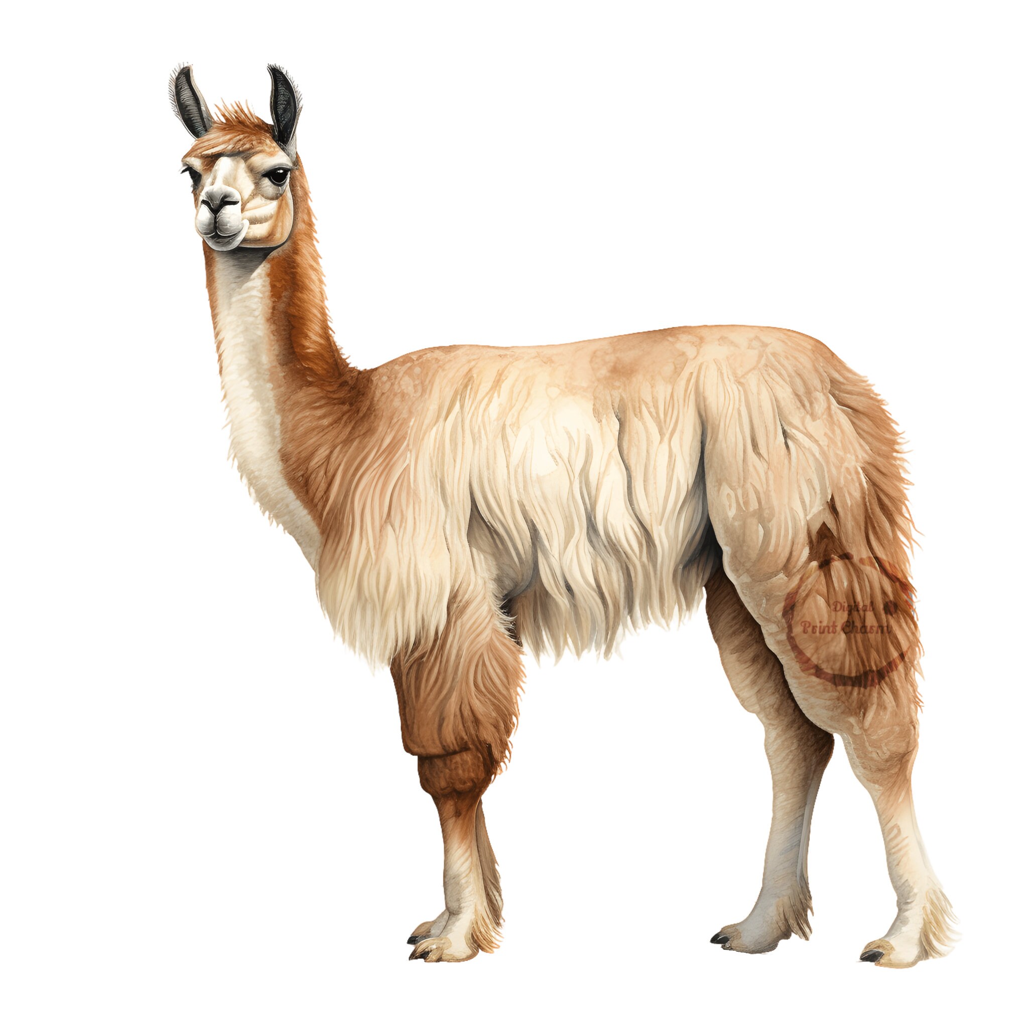 Llama Clipart Bundle Realistic Watercolor Style 16 Digital Llama Prints ...