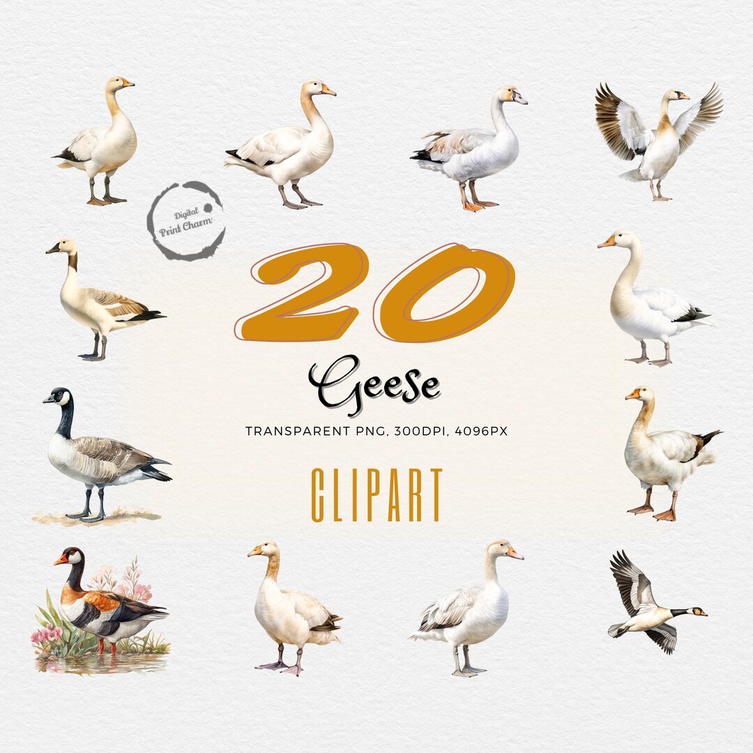 Geese Bundle: 20 Watercolor Clipart Prints | Goose Realistic Images for ...